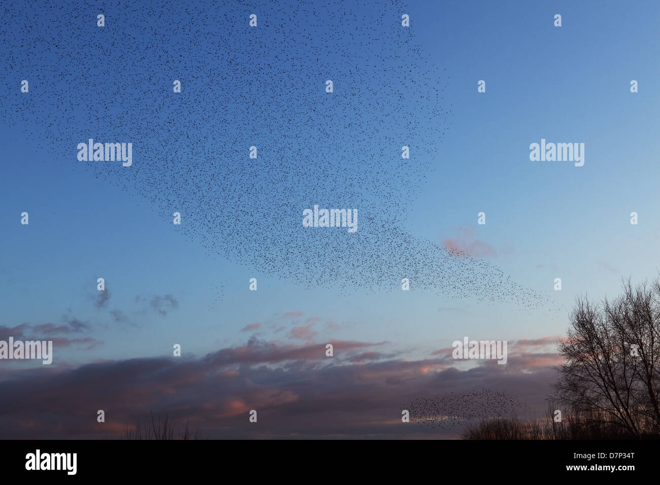 Starling Murmuration Somerset UK Stock Photo - Alamy