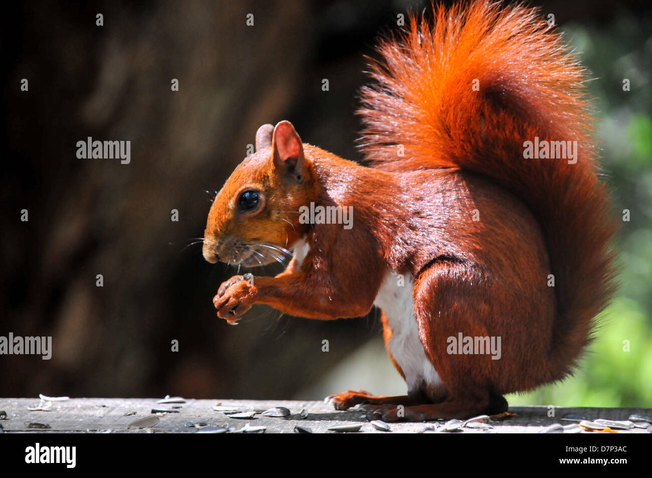 San gil colombia hi-res stock photography and images - Alamy