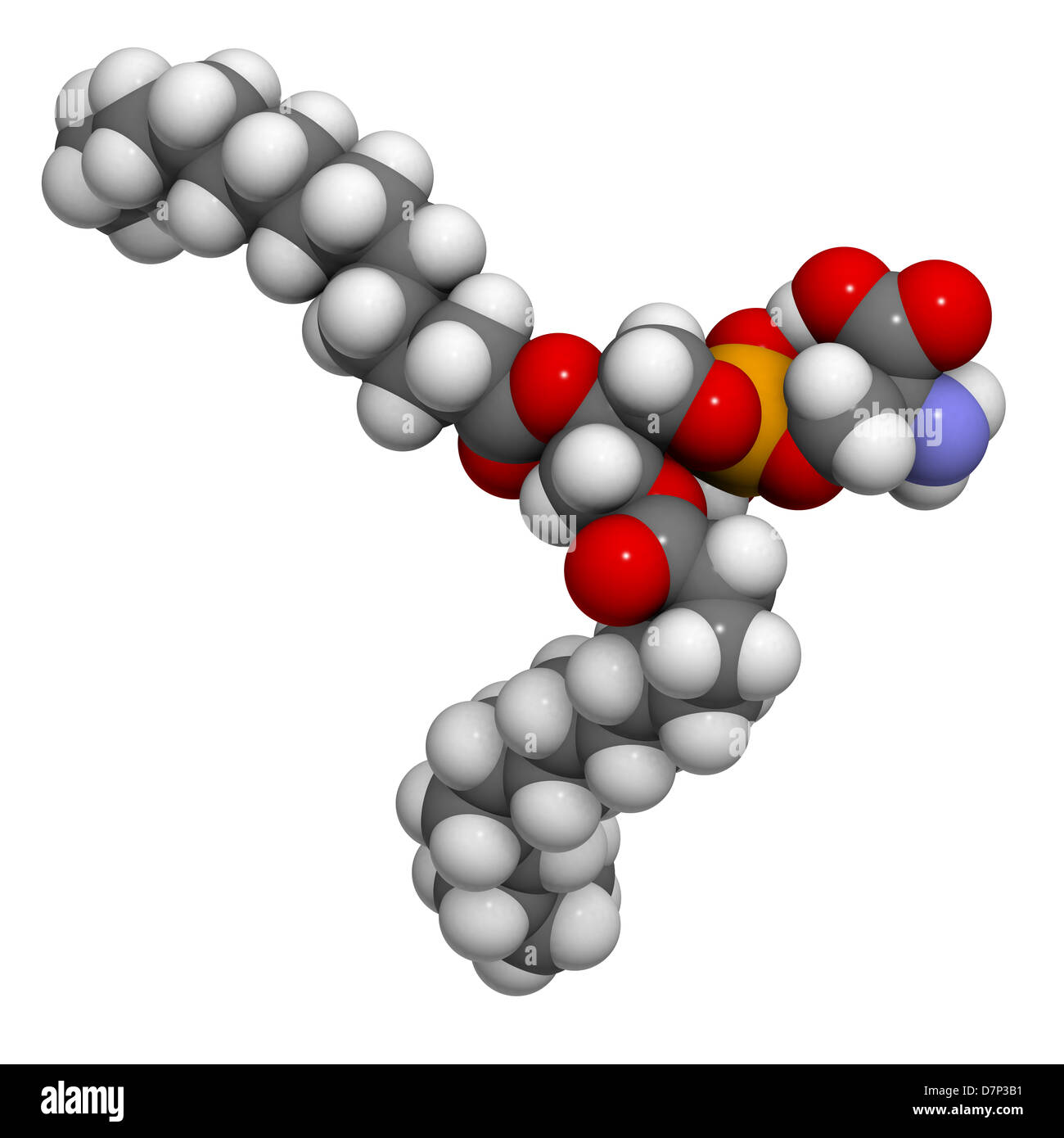 Phosphatidylserine (PS) cell membrane building block, molecular model ...