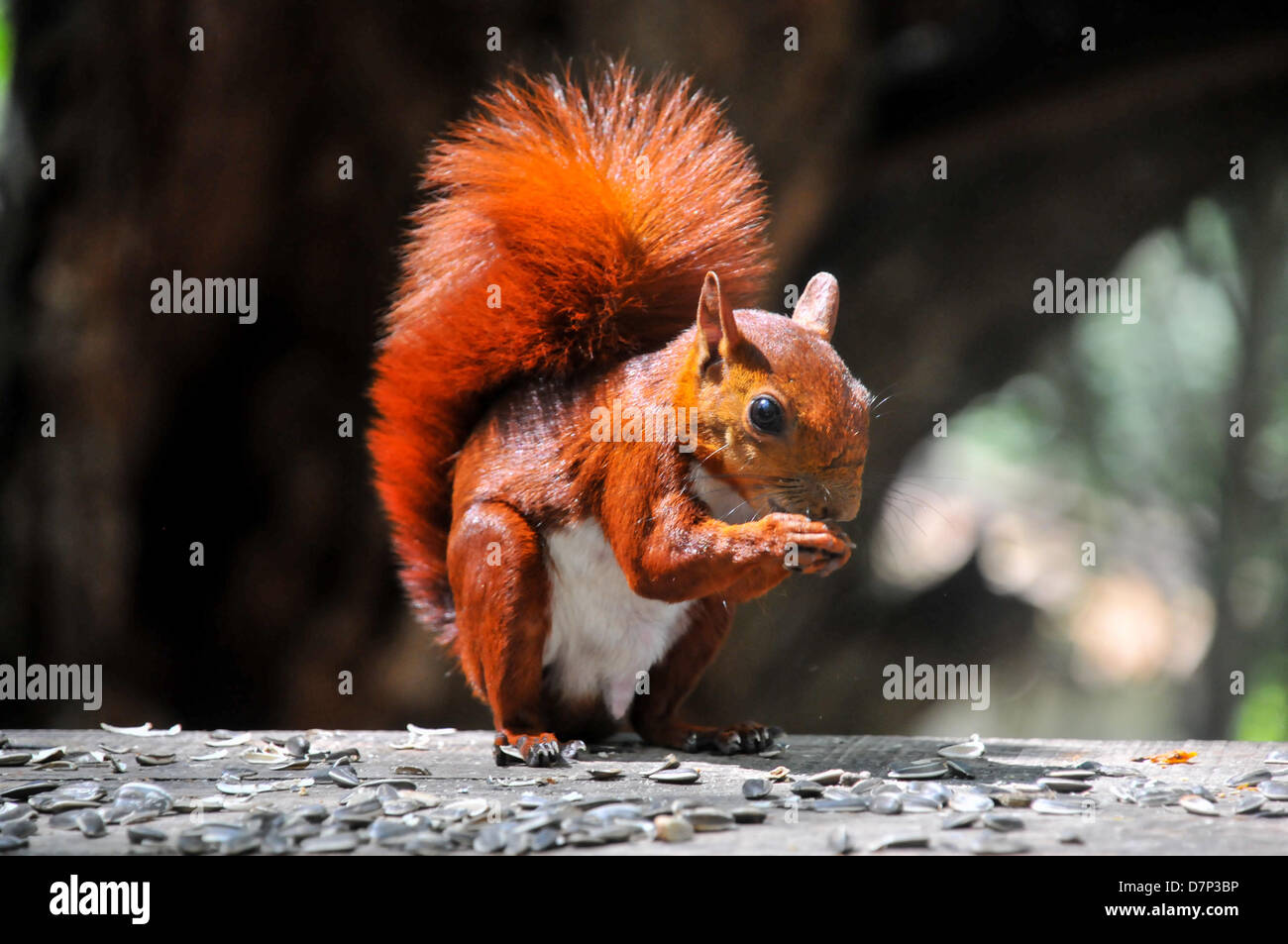 Squirrel at "El Gallineral". Natural park "El Gallineral". San Gil ...