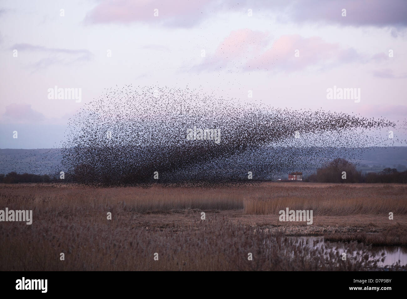 Starling murmuration uk hi-res stock photography and images - Alamy