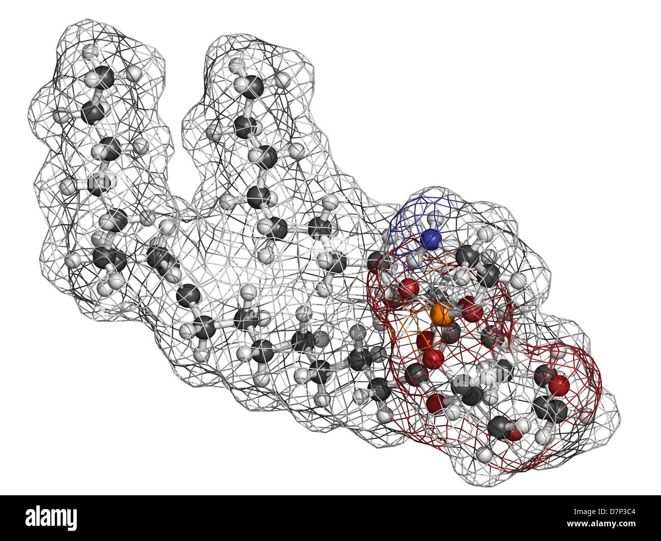 Palmitoyloleoylphosphatidylethanolamine (POPE) cell membrane building ...