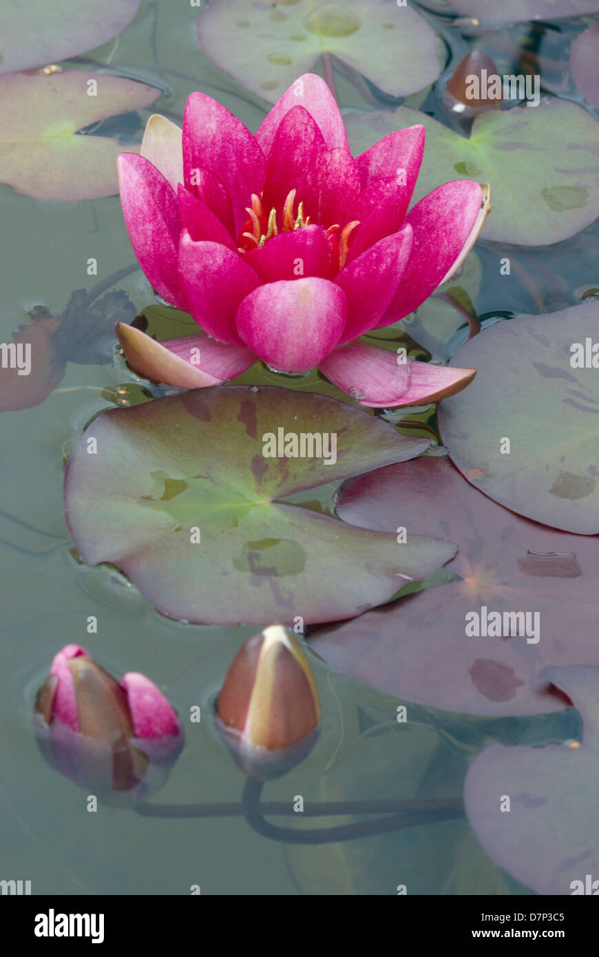 NYMPHAEA; PINK WATER LILY; CLOSE-UP Stock Photo - Alamy