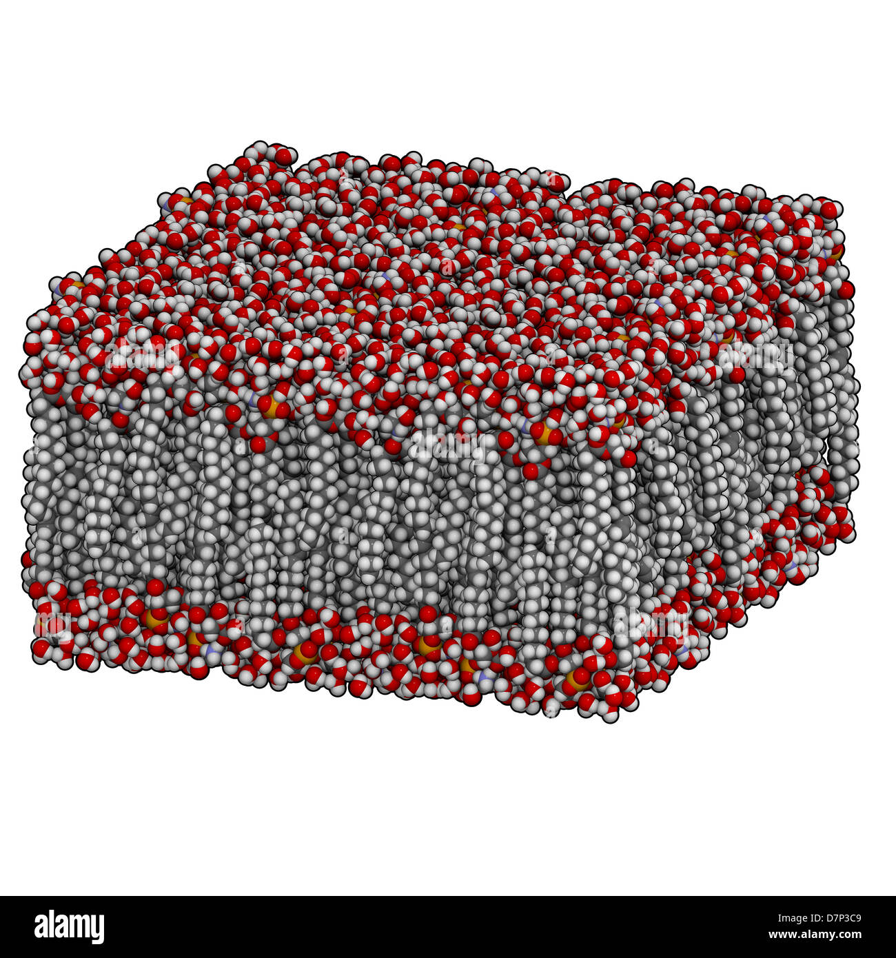 Lipid bilayer membrane water hi-res stock photography and images - Alamy
