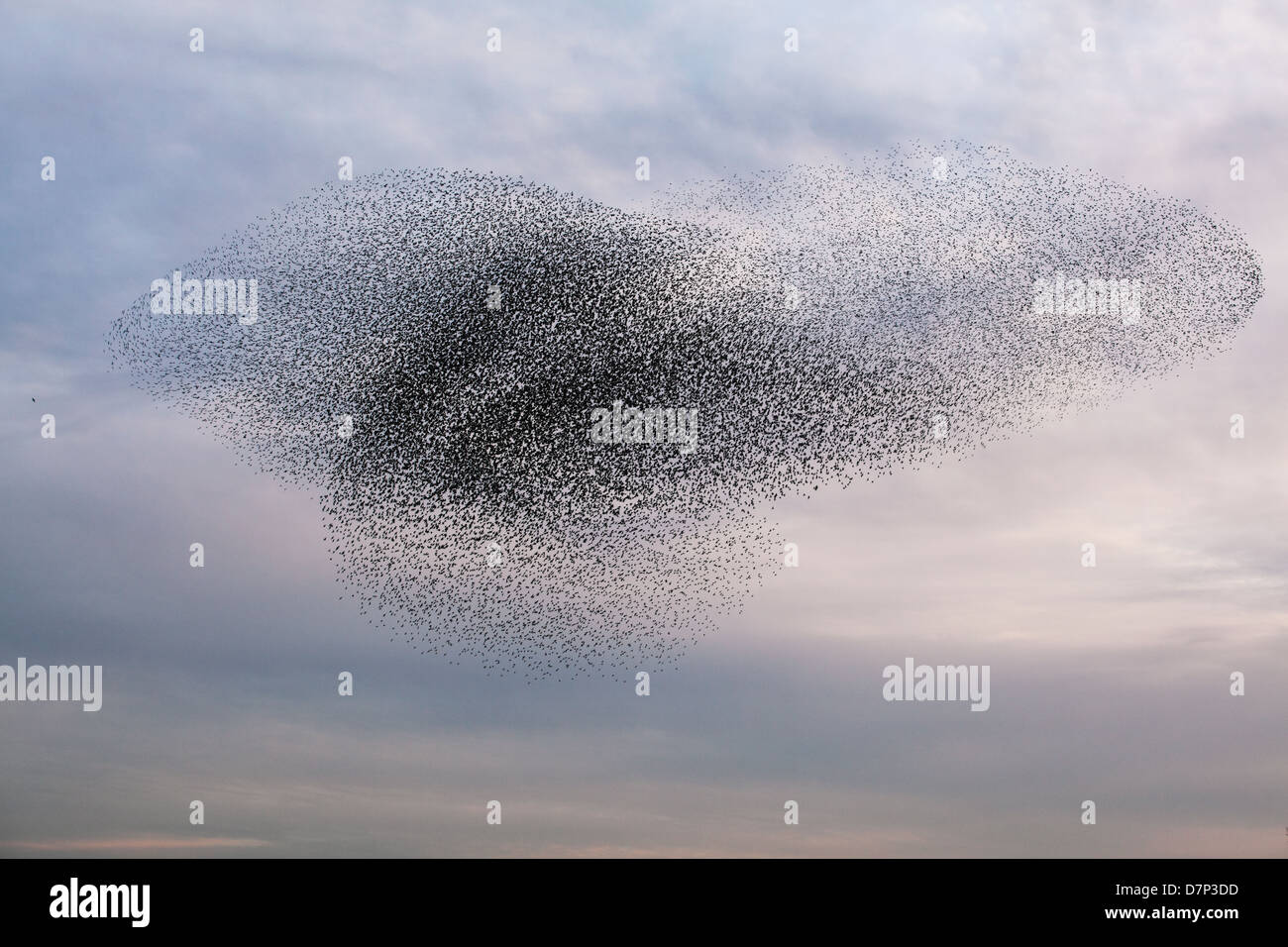 Starling Murmuration Somerset UK Stock Photo - Alamy