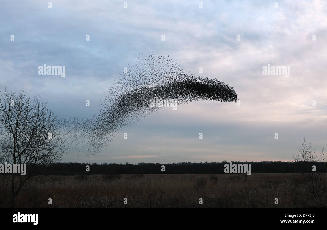 Starling Murmuration Somerset UK Stock Photo - Alamy