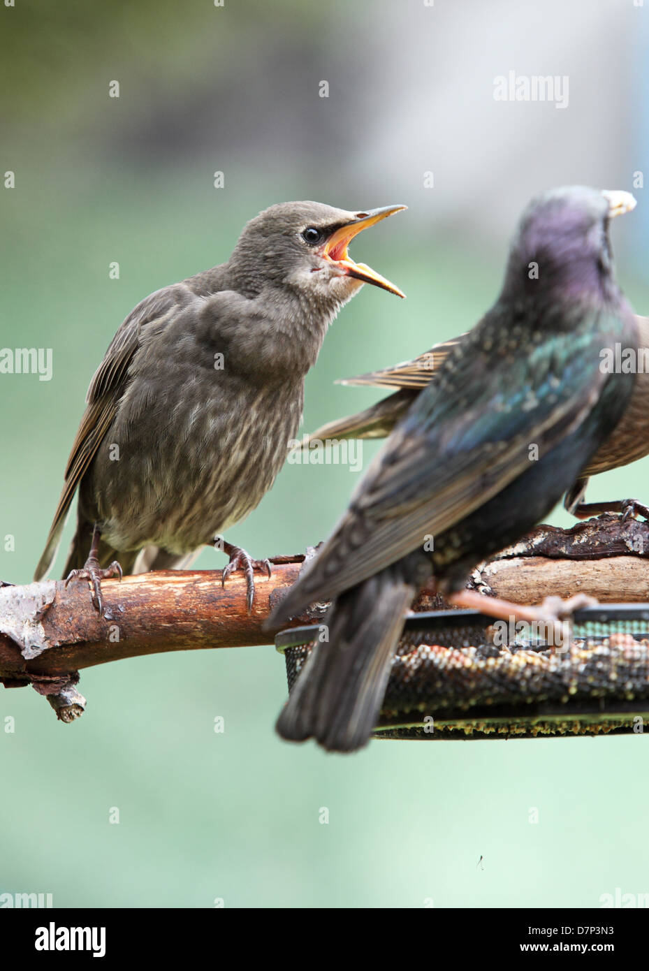 Begging young bird hi-res stock photography and images - Alamy