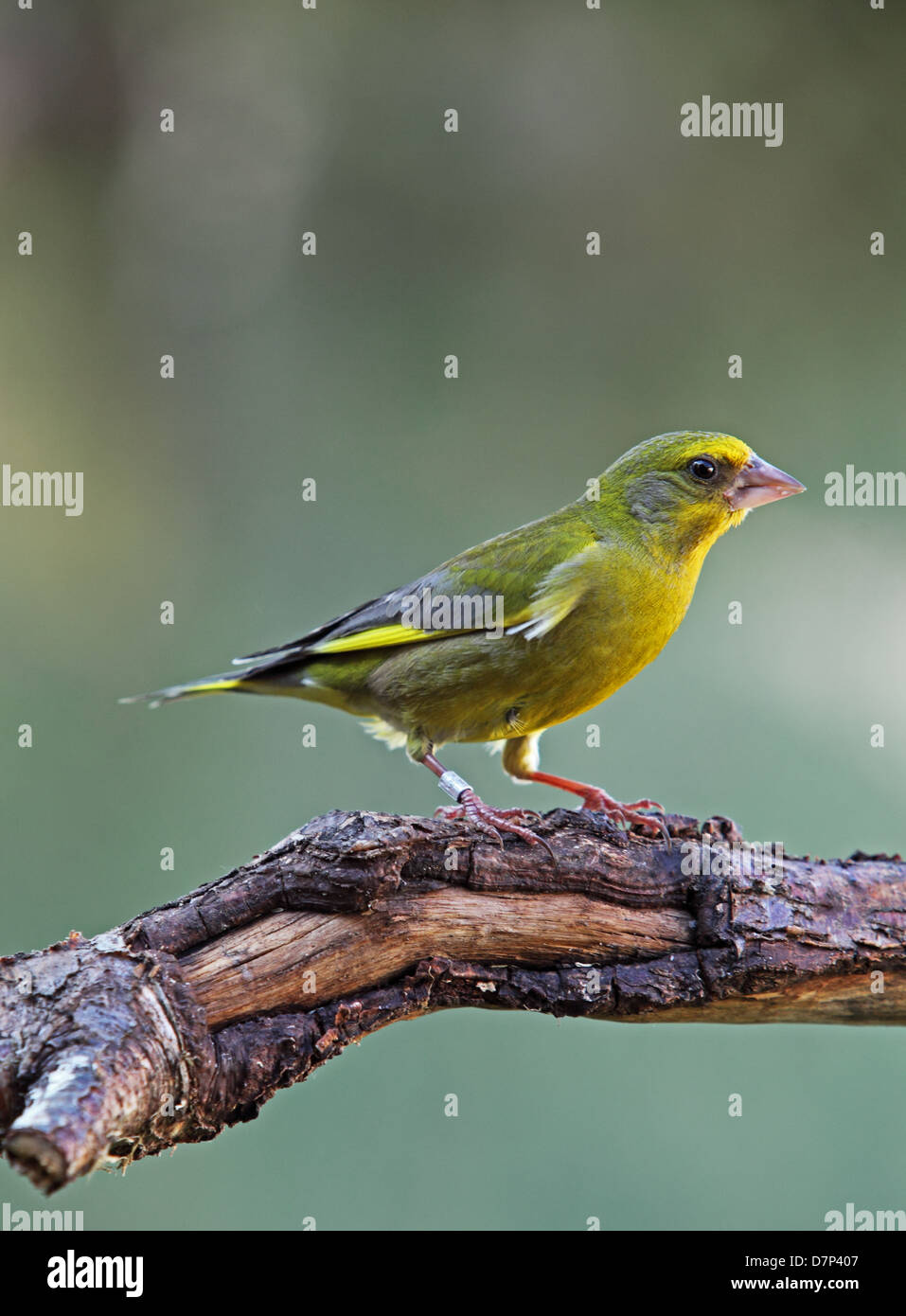 Finch bird uk hi-res stock photography and images - Alamy