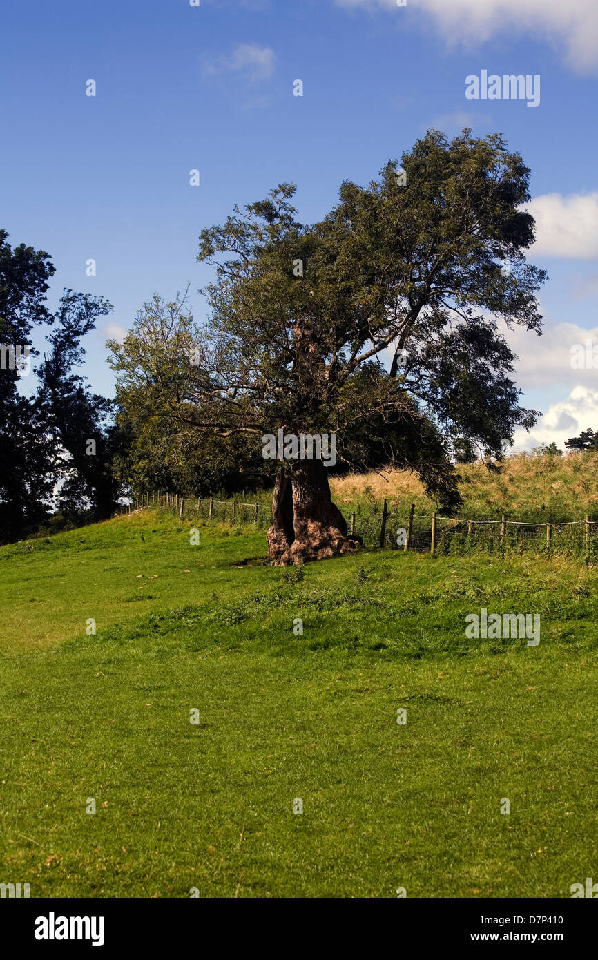 Ancient ash tree hi-res stock photography and images - Alamy