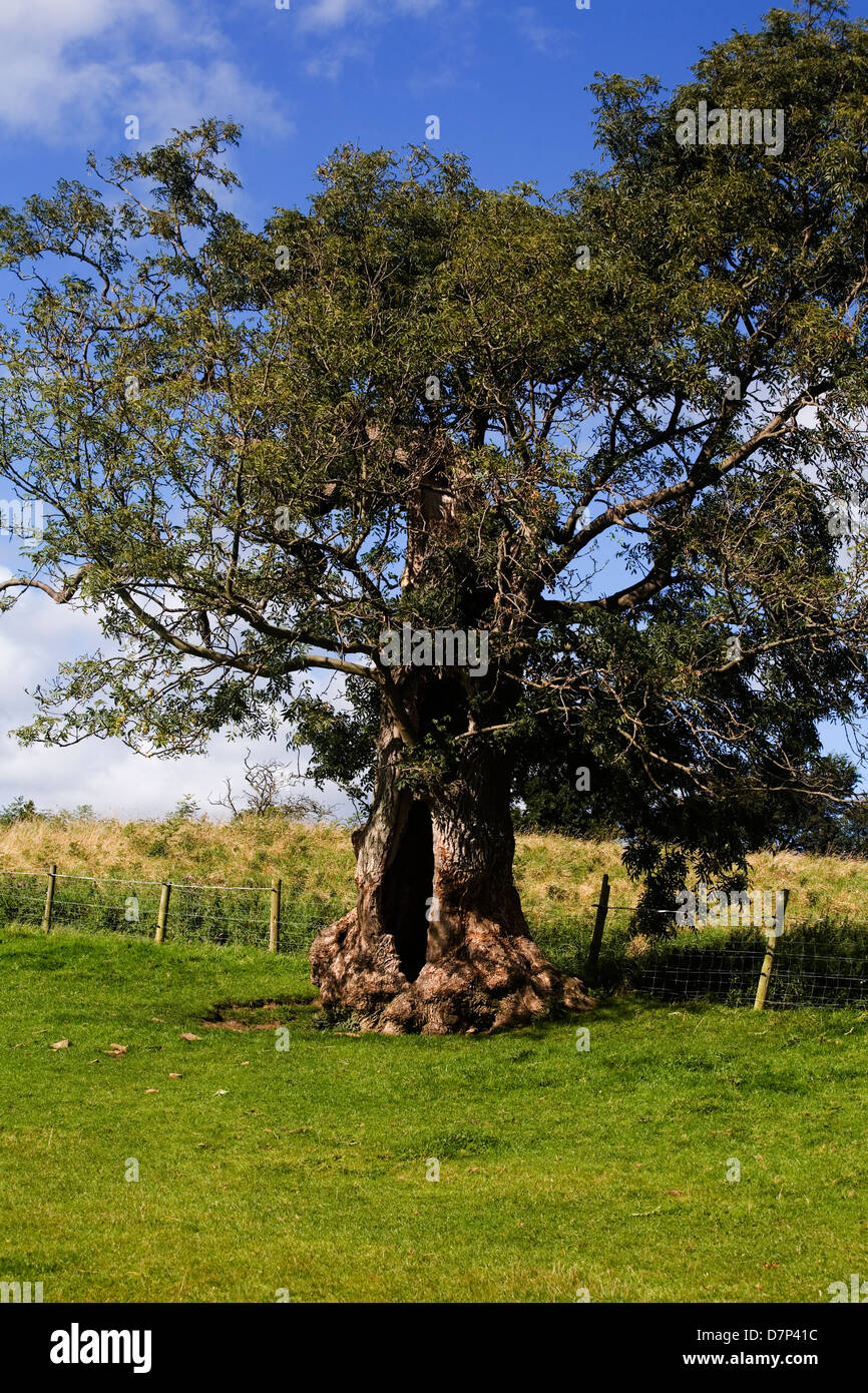 Ancient Ash Tree growing in pasture and parkland near the village of ...