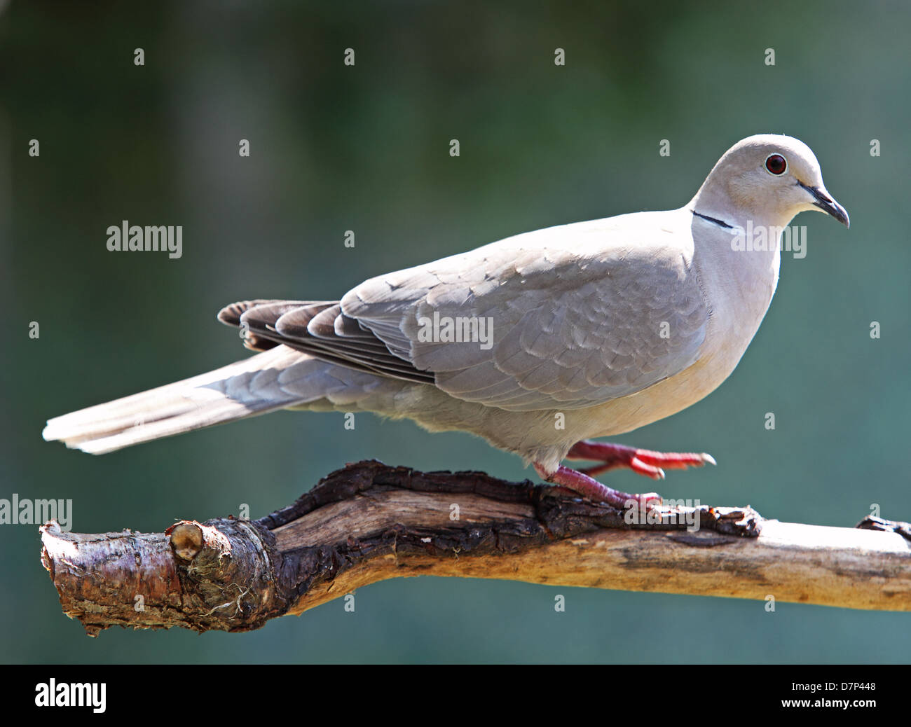 Collared dove and uk hi-res stock photography and images - Alamy