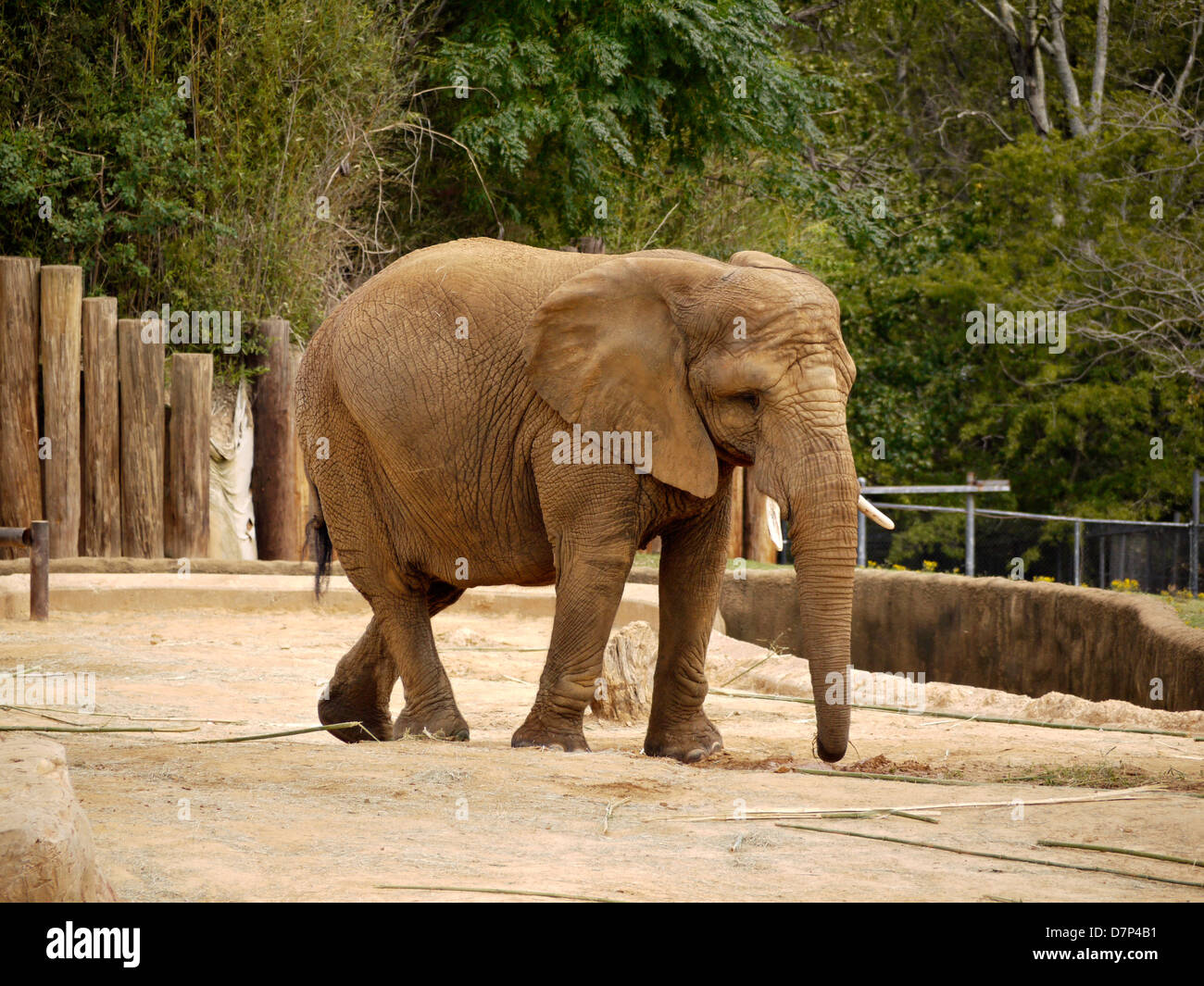 A African elephant is in his pen Stock Photo - Alamy