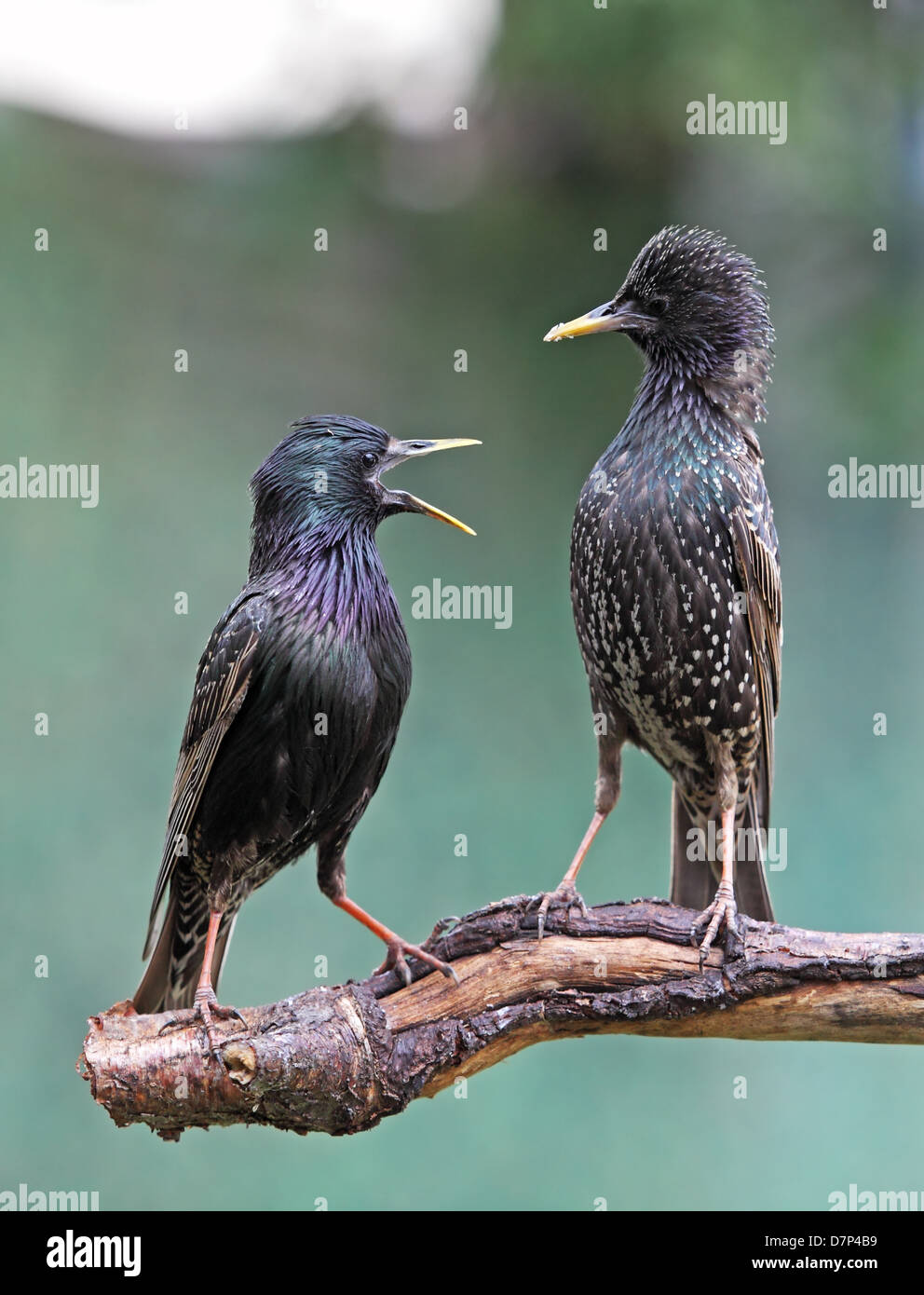 Starlings uk hi-res stock photography and images - Alamy