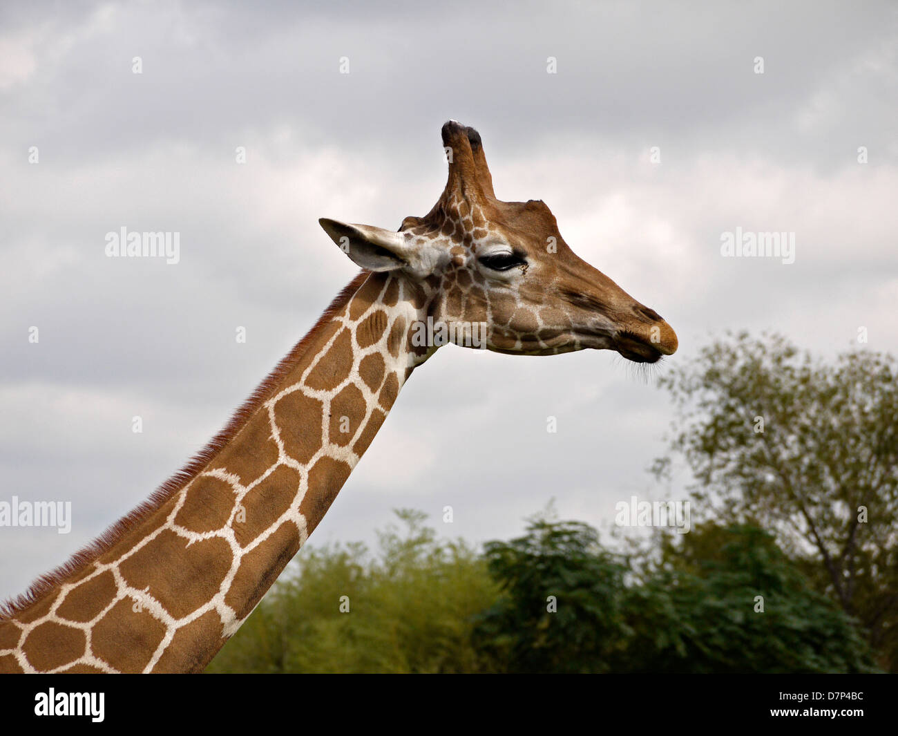 Giraffe image hi-res stock photography and images - Alamy