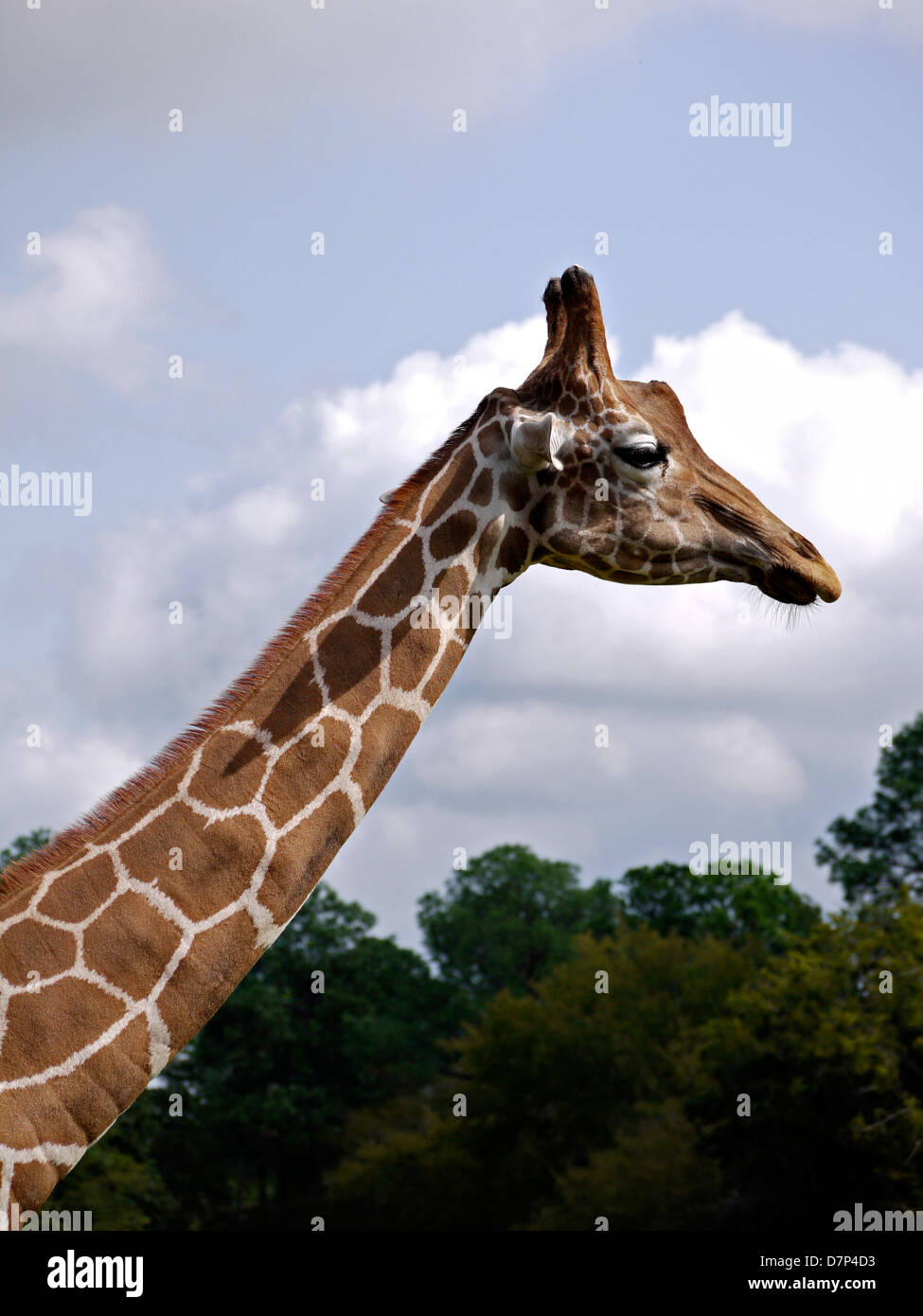 A portrait image of a giraffe Stock Photo - Alamy
