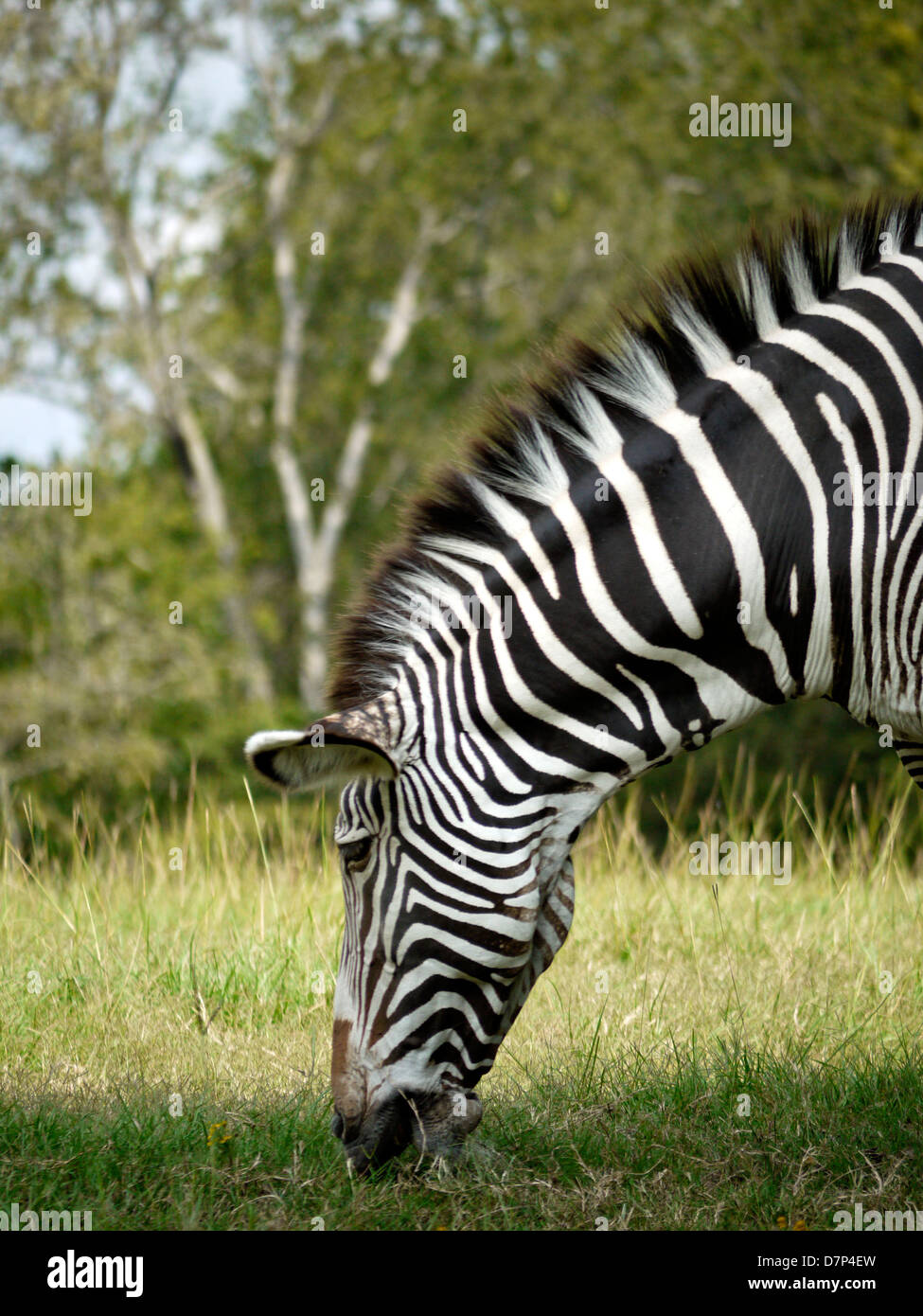 Black white zebra hi-res stock photography and images - Alamy