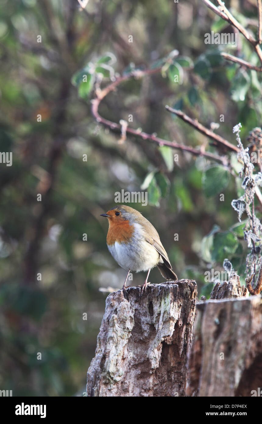 Robin on tree stump Stock Photo - Alamy