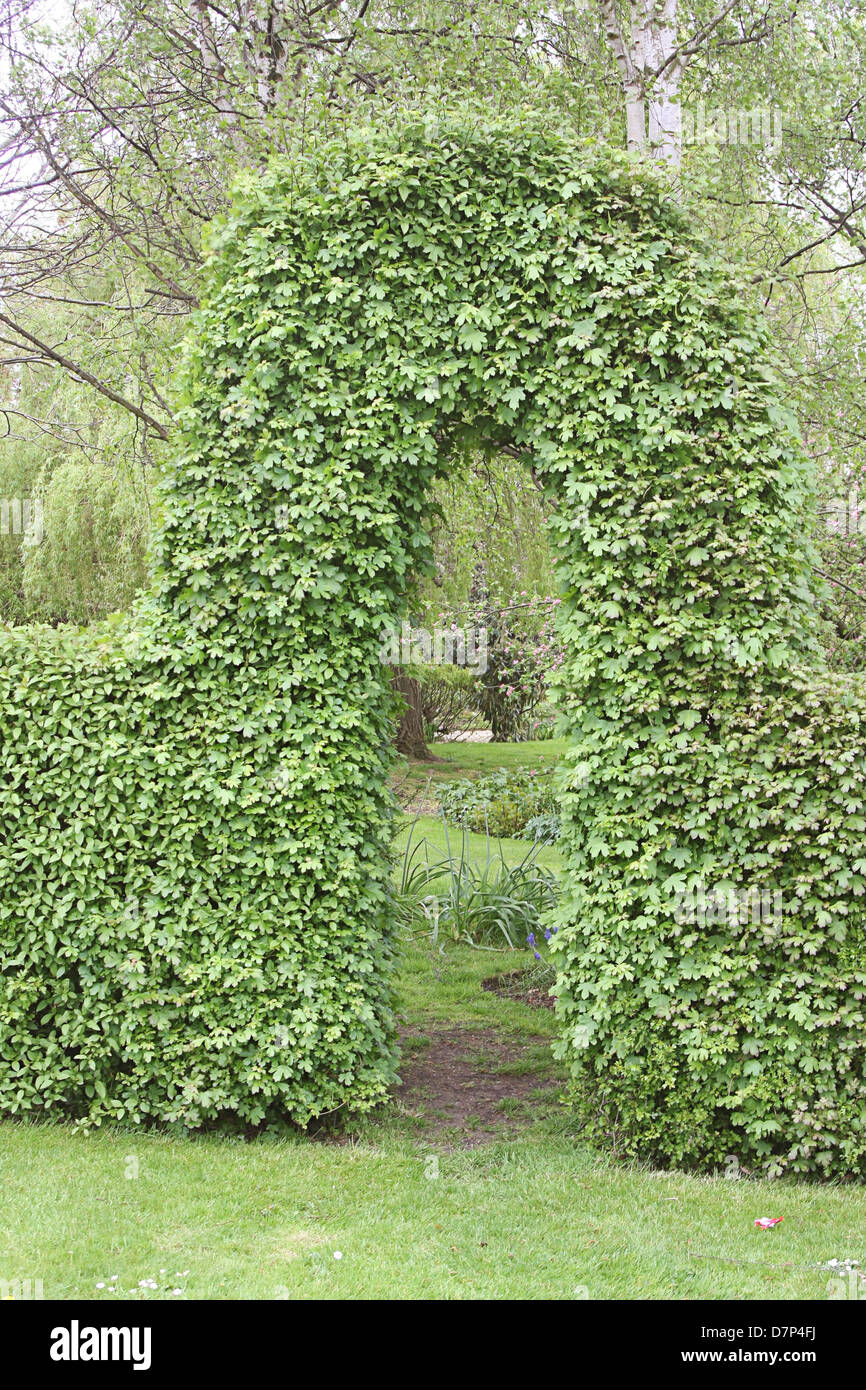 An arch formed in a hedge in a formal garden in South Gloucestershire ...