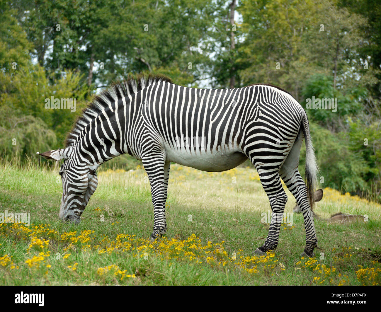 A zebra is grazing Stock Photo - Alamy