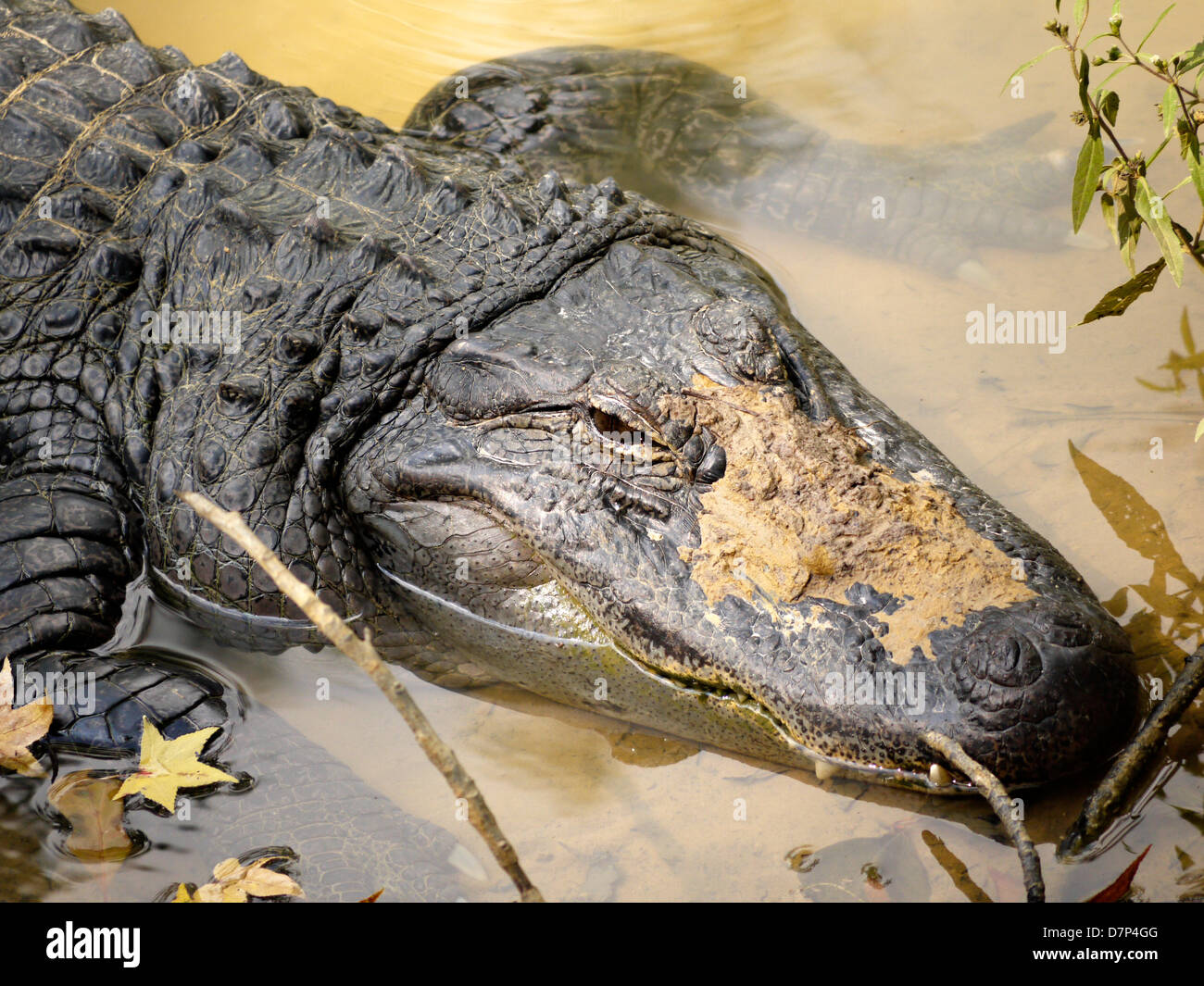 A closeup head shot of a American Alligator Stock Photo - Alamy