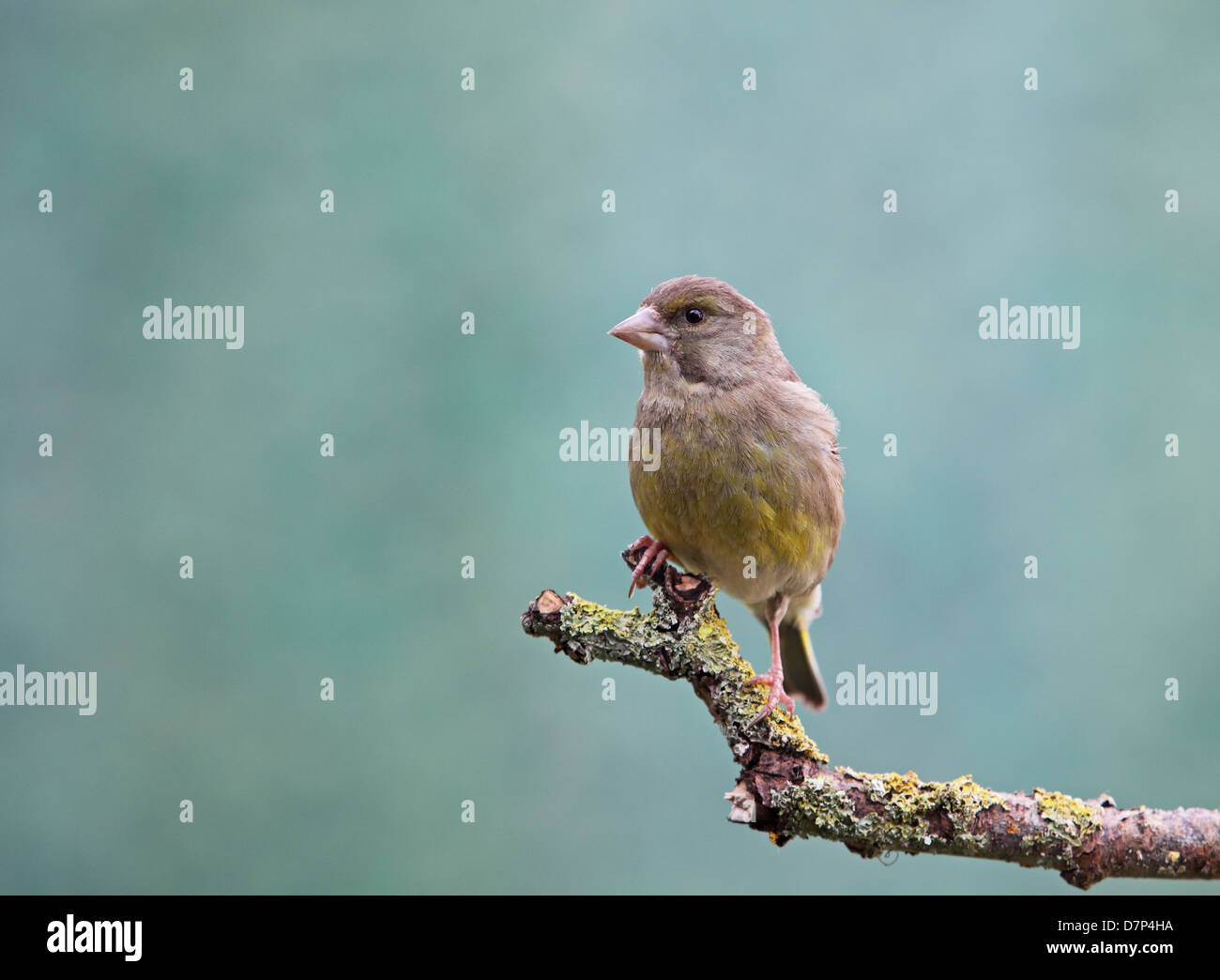 juvenile Greenfinch on branch Stock Photo - Alamy