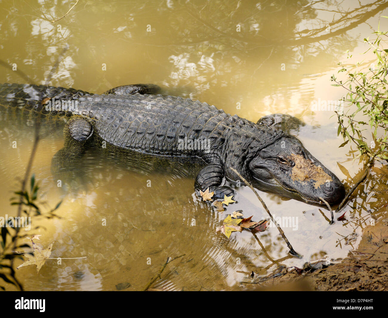 A American Alligator is in a pond of water Stock Photo - Alamy