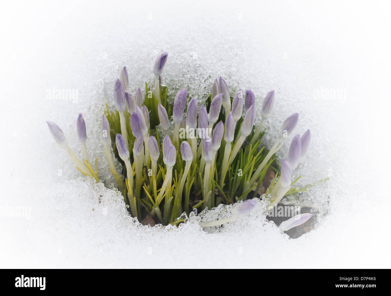Crocuses in the snow Stock Photo - Alamy