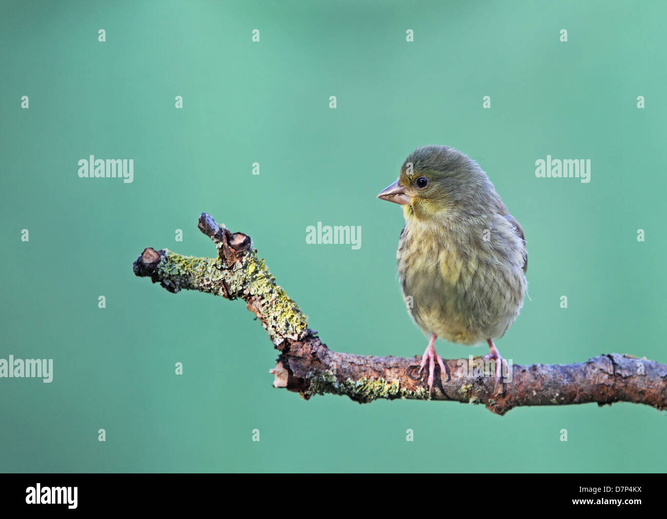 Juvenile Greenfinch on branch Stock Photo - Alamy