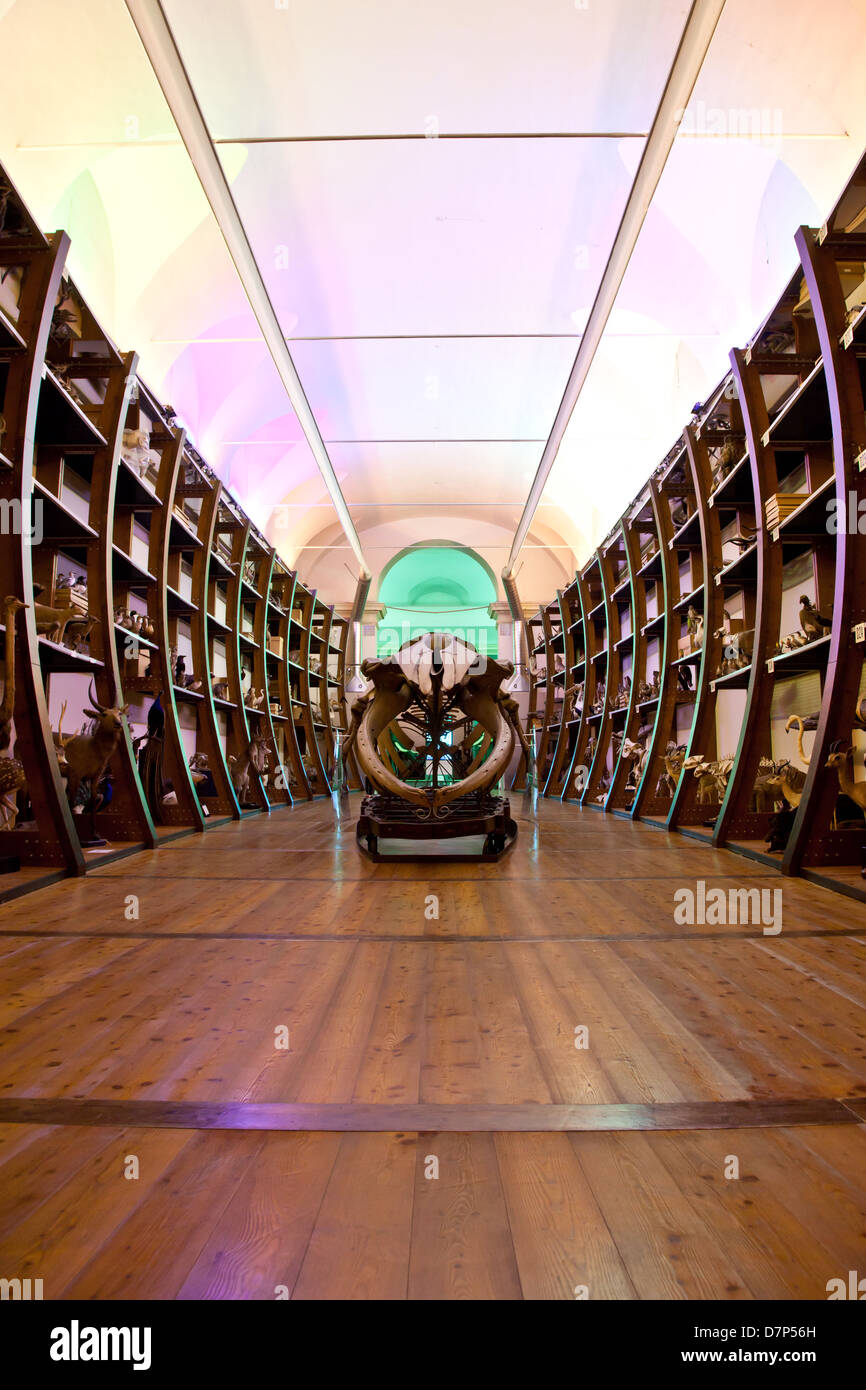Italy, interior of a very old nature and science museum Stock Photo - Alamy
