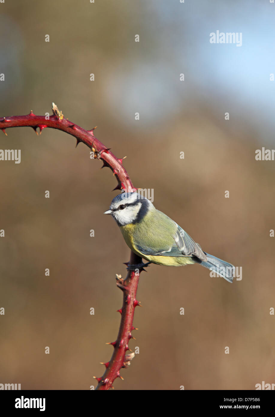 Blue Tit on bramble branch Stock Photo - Alamy