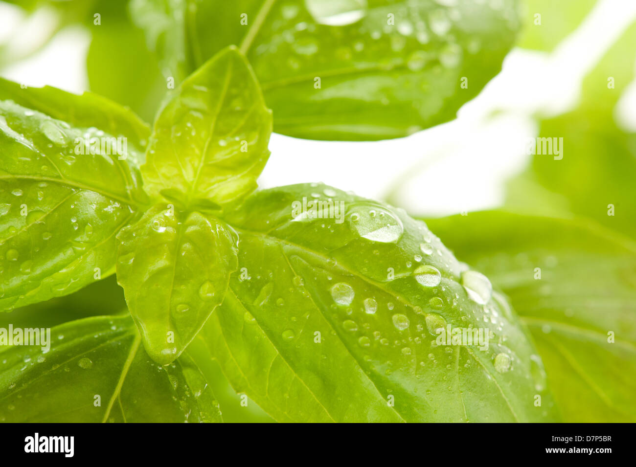 Ocimum basilicum basil leaves and water drops Stock Photo - Alamy
