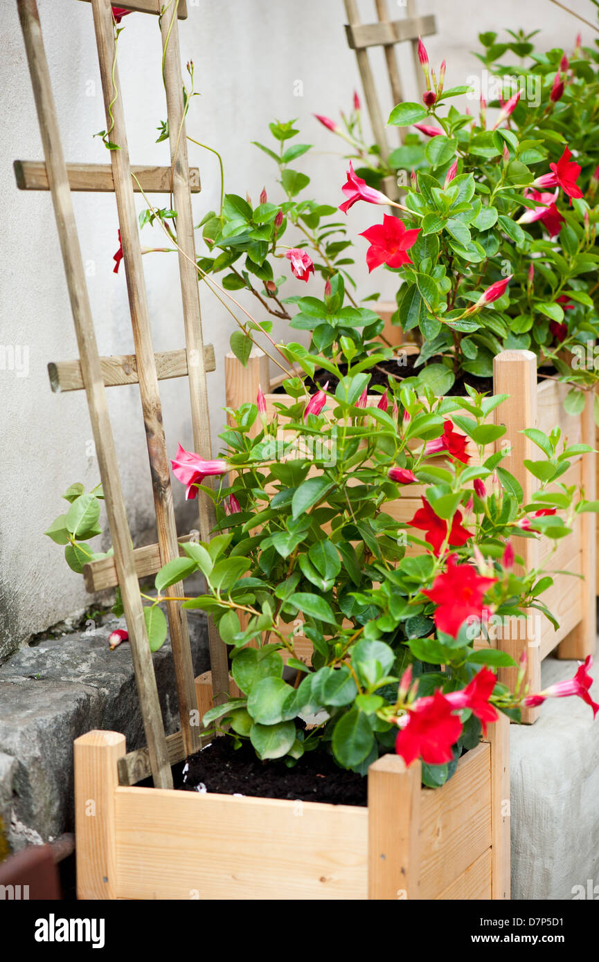 Mandevilla climb hi-res stock photography and images - Alamy
