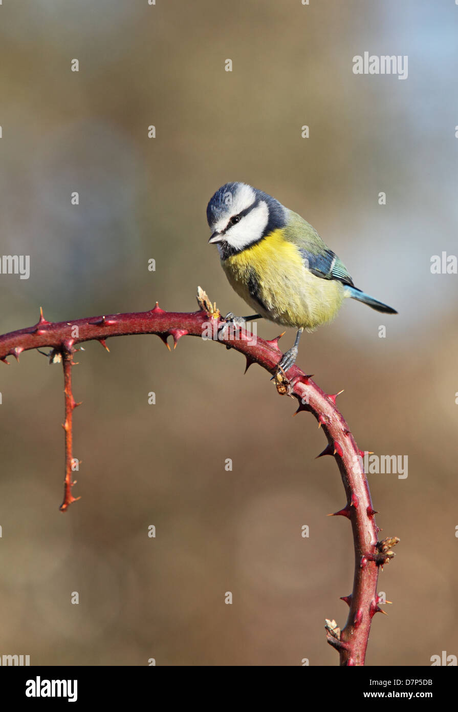 Blue Tit on bramble branch Stock Photo - Alamy