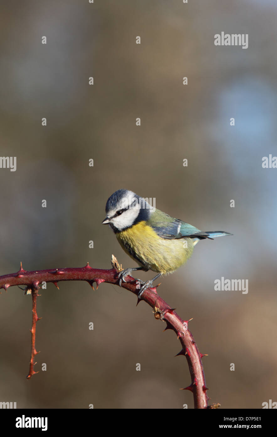 Blue Tit on bramble branch Stock Photo - Alamy
