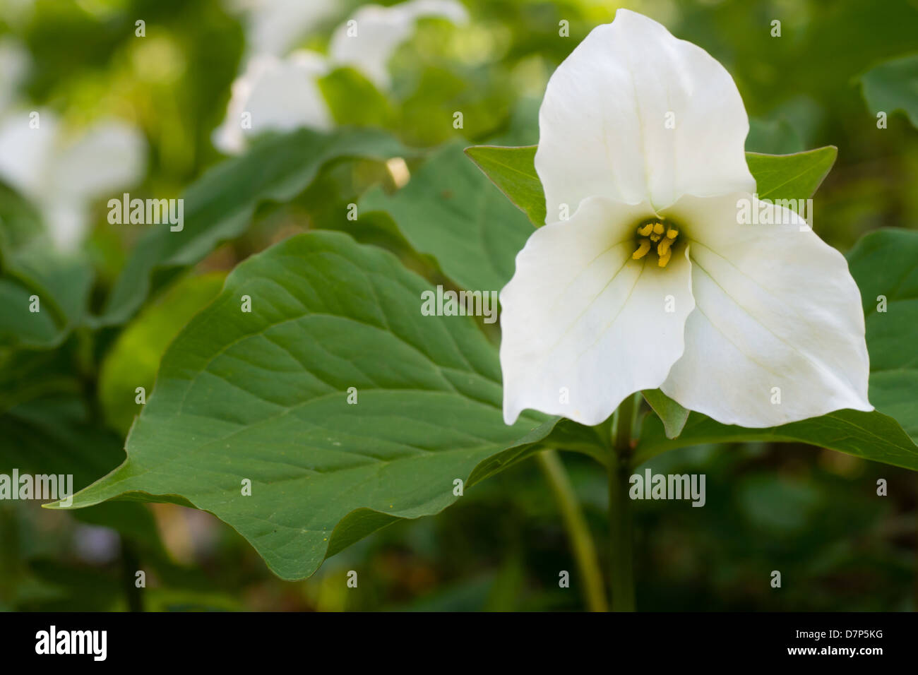 A close up of a white trillium, a native woodland flower Stock Photo ...
