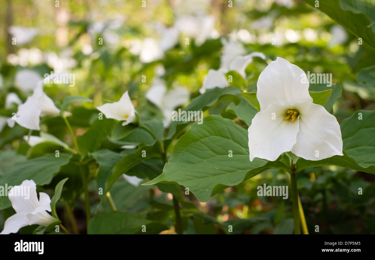 Trillium grandiflorum hi-res stock photography and images - Alamy