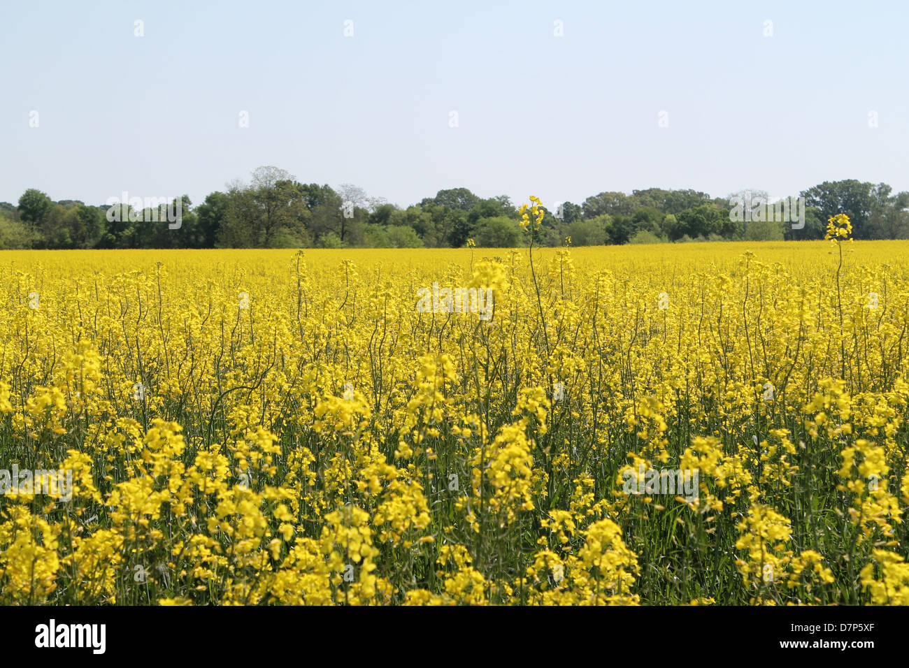 Potential blooms hi-res stock photography and images - Alamy