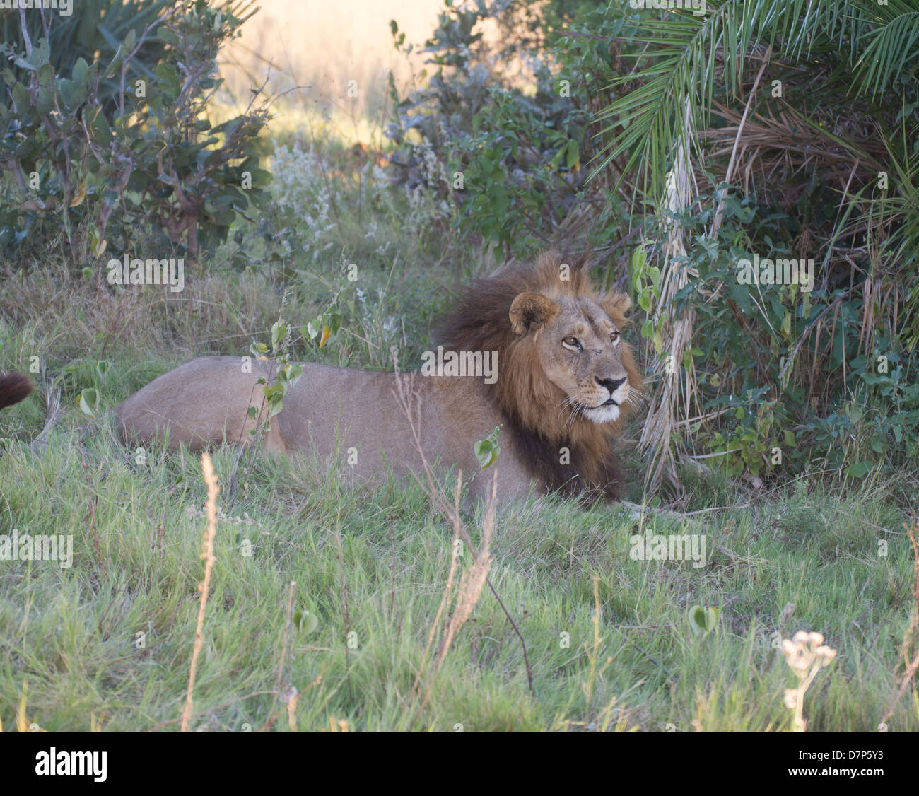Maned lioness hi-res stock photography and images - Alamy