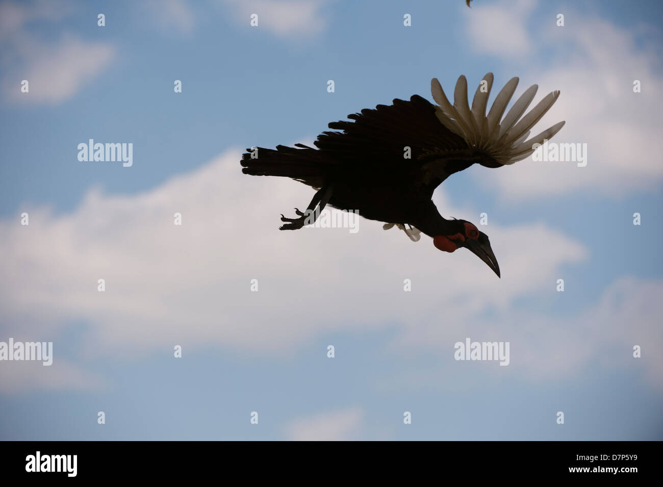 Southern Ground Hornbill flying Stock Photo - Alamy