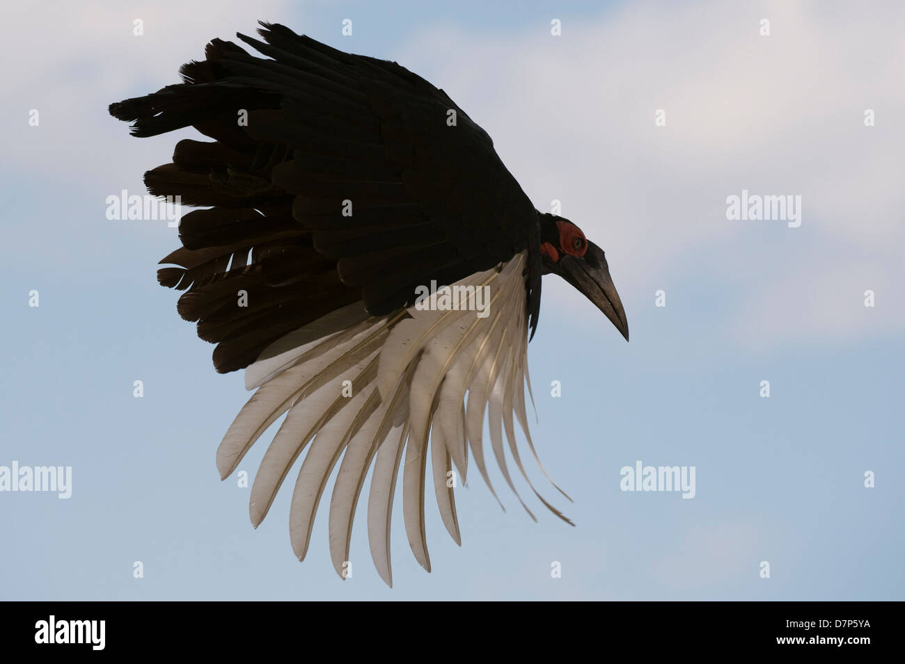 Southern Ground Hornbill flying Stock Photo - Alamy