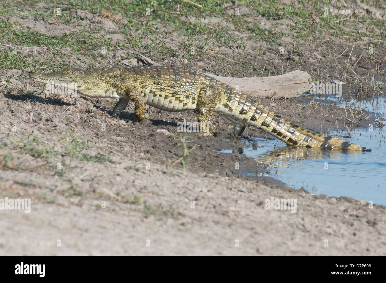 Young Nile crocodile Stock Photo - Alamy