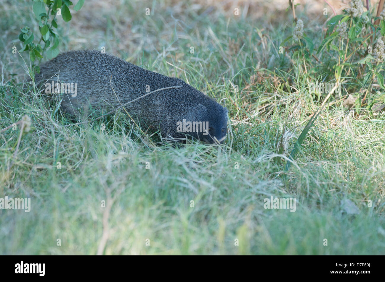 Very shy, rarely seen animal. This one was seen on Chiefs Island ...