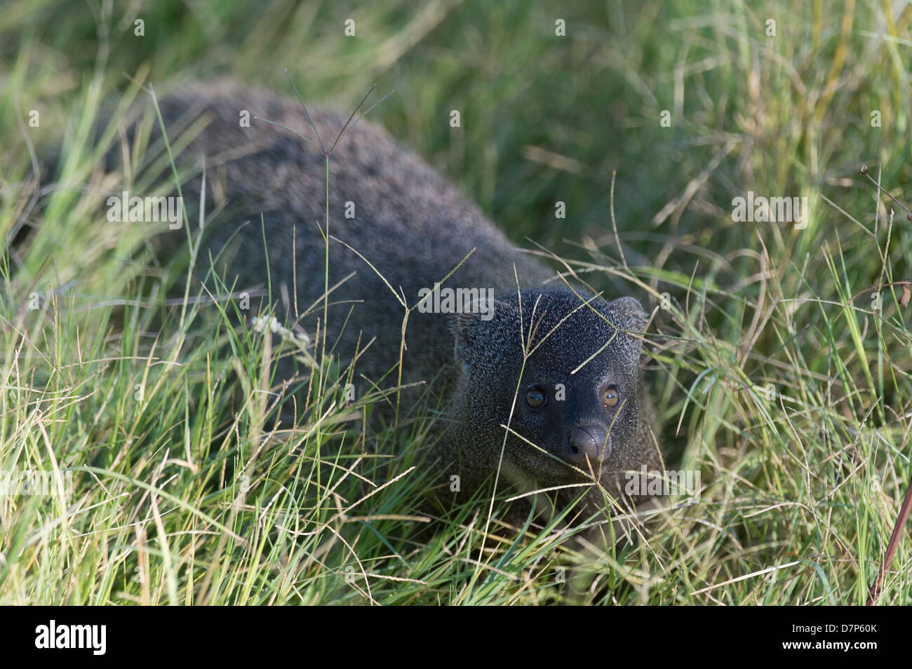 Very shy, rarely seen animal. This one was seen on Chiefs Island ...