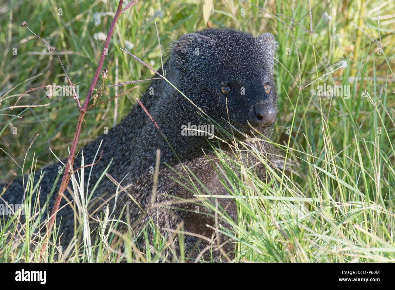 Grootgrysmuishond hi-res stock photography and images - Alamy