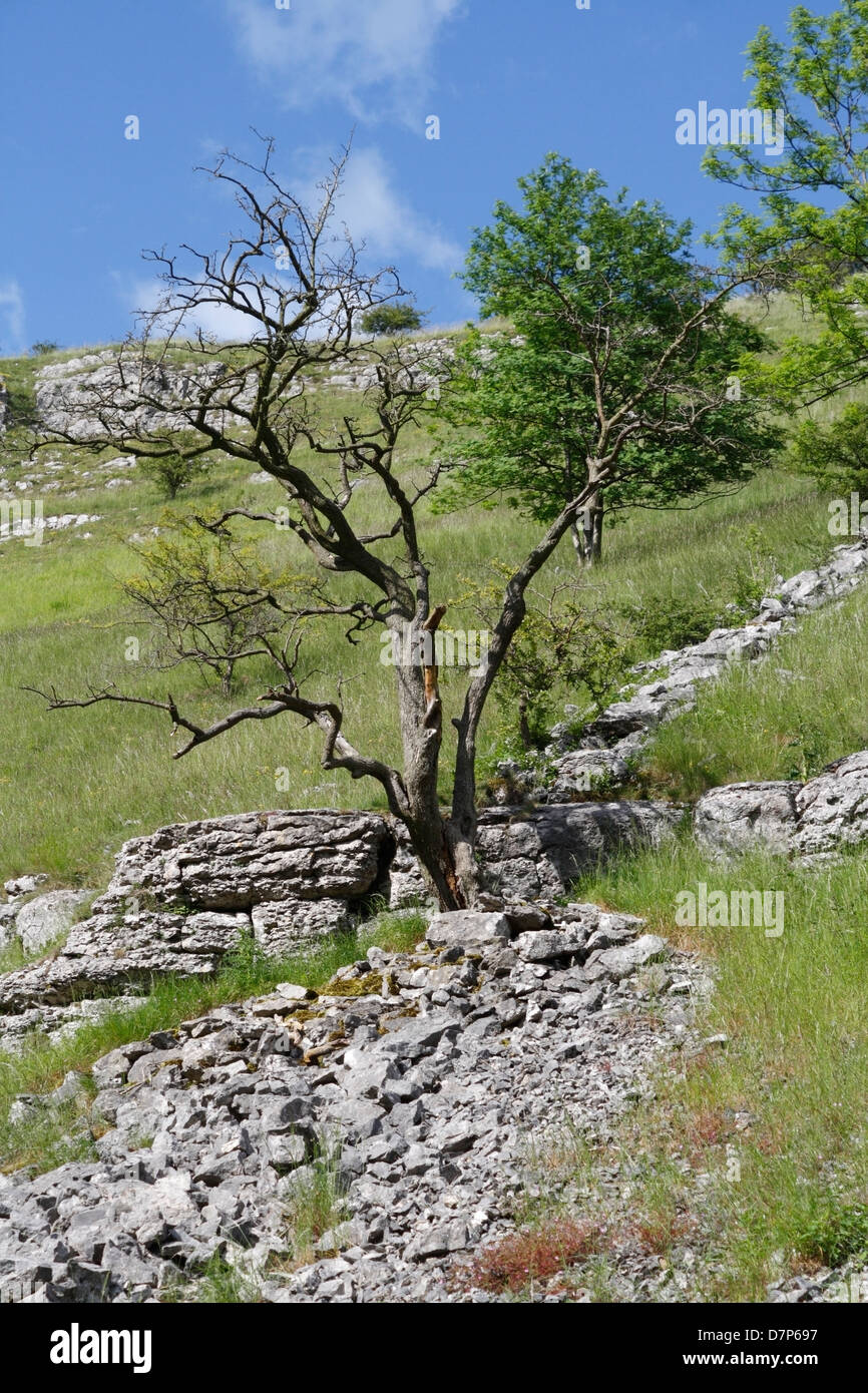 Tree clinging to rocks hi-res stock photography and images - Alamy