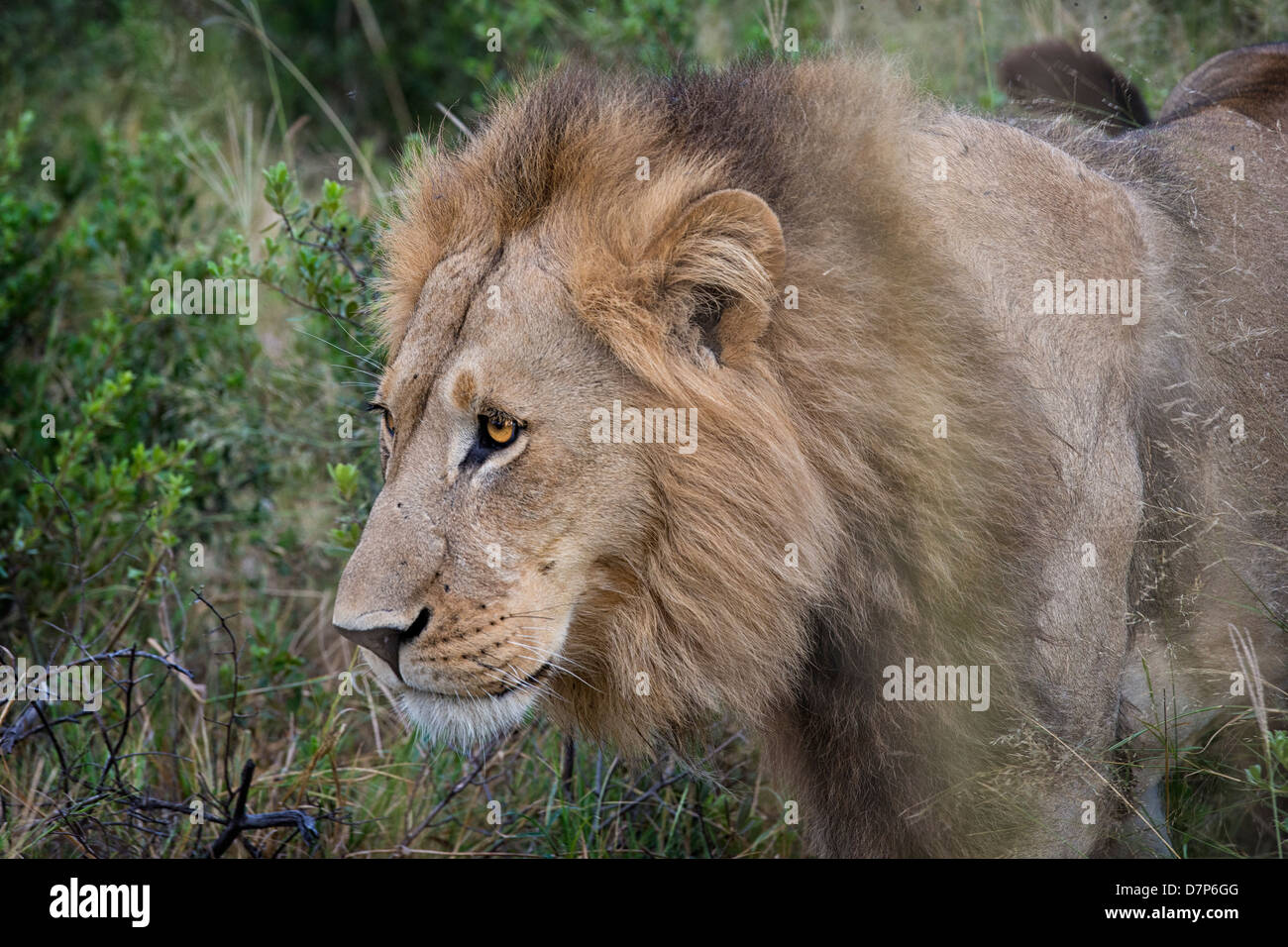 Male lion close up, intently staring ahead Stock Photo - Alamy