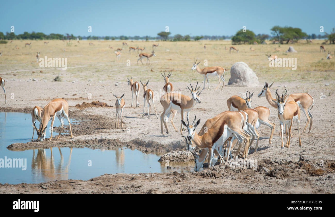 Springbok drinking water hi-res stock photography and images - Alamy