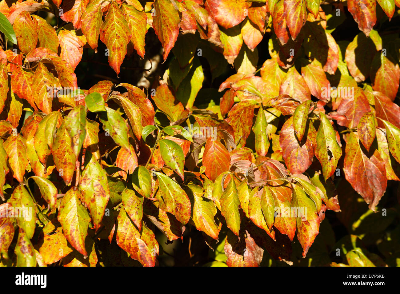 A bunch of colorful Dogwood tree leaves in the late "golden hour ...