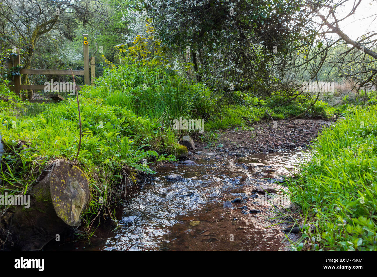 A stream running alongside a path on the Pembrokeshire Coastal path ...
