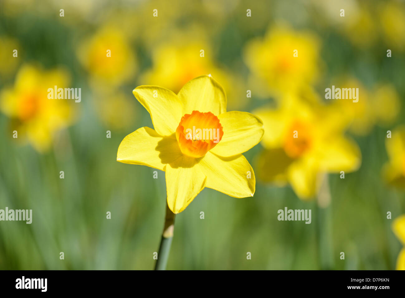 Daffodil close up hi-res stock photography and images - Alamy